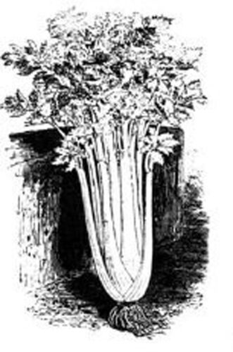 Heirloom Celery Varieties – Mother Earth News